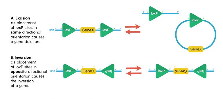3.5 Cre-Lox, Driver Lines, and Next Order Specificity – Neuroscience ... 3.5 Cre-Lox, Driver Lines, and Next Order Specificity – Neuroscience ...