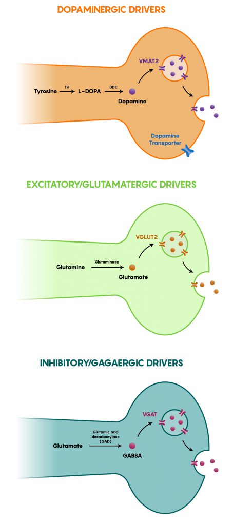 3.5 Cre-Lox, Driver Lines, and Next Order Specificity – Neuroscience ... 3.5 Cre-Lox, Driver Lines, and Next Order Specificity – Neuroscience ...